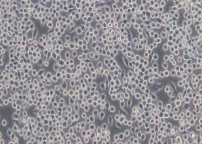 小鼠单核巨噬细胞 ; J774A.1_金少源(上海)生物科技有限公司-金少源(上海)生物科技有限公司