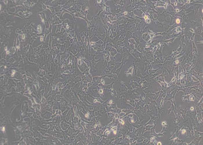 小鼠肝癌细胞 ; Hepa 1-6_金少源(上海)生物科技有限公司
