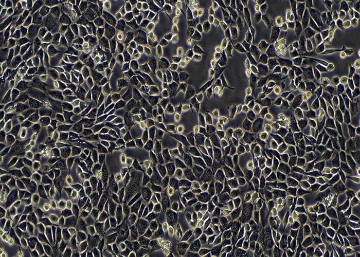 小鼠海马神经元细胞系 ; HT22_金少源(上海)生物科技有限公司-金少源(上海)生物科技有限公司