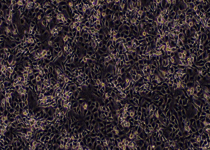 小鼠结肠癌细胞株 ; MC-38_金少源(上海)生物科技有限公司-金少源(上海)生物科技有限公司