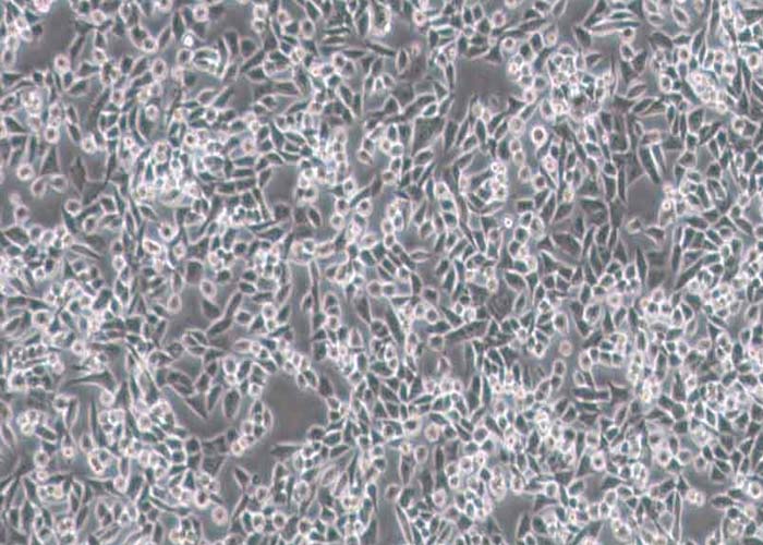 小鼠乳腺癌细胞 ; 4T1_金少源(上海)生物科技有限公司-金少源(上海)生物科技有限公司