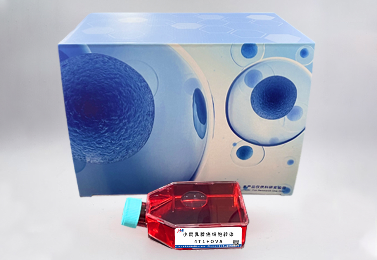 小鼠乳腺癌细胞转染 ; 4T1+OVA_金少源(上海)生物科技有限公司-金少源(上海)生物科技有限公司